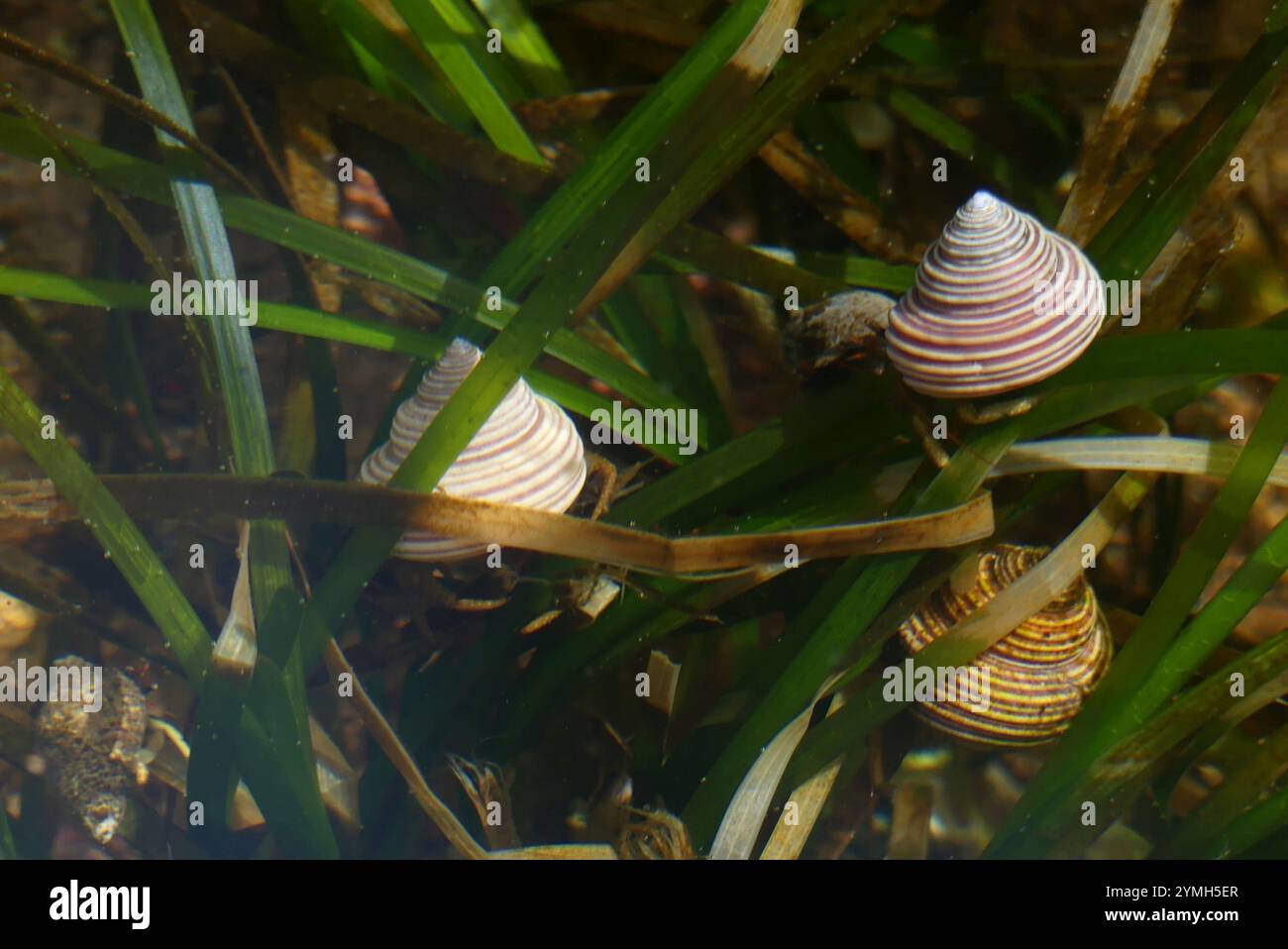Blue ringed top snail hi-res stock photography and images - Alamy