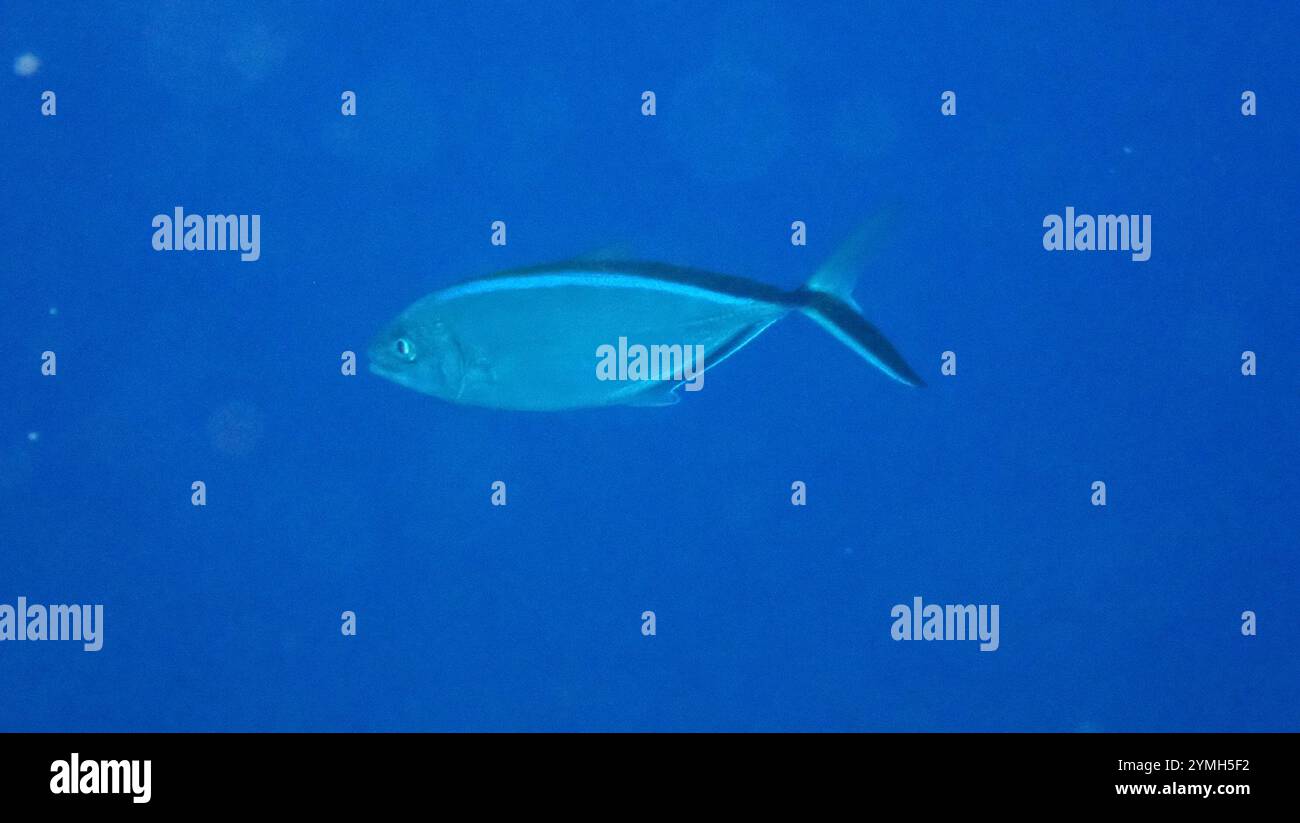 Bar Jack (Caranx ruber Stock Photo - Alamy