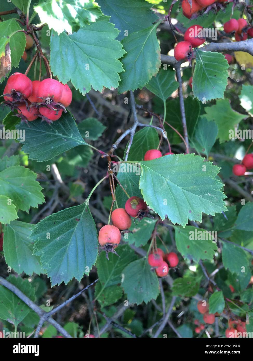 Glabrous-fruit Fireberry Hawthorn (Crataegus chrysocarpa phoeniceoides ...