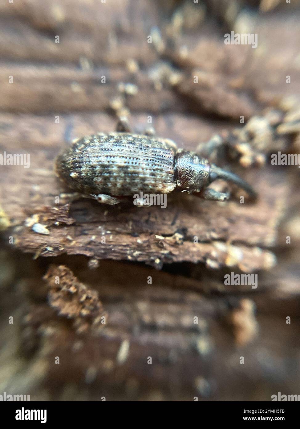 Willow Weevils (Dorytomus Stock Photo - Alamy