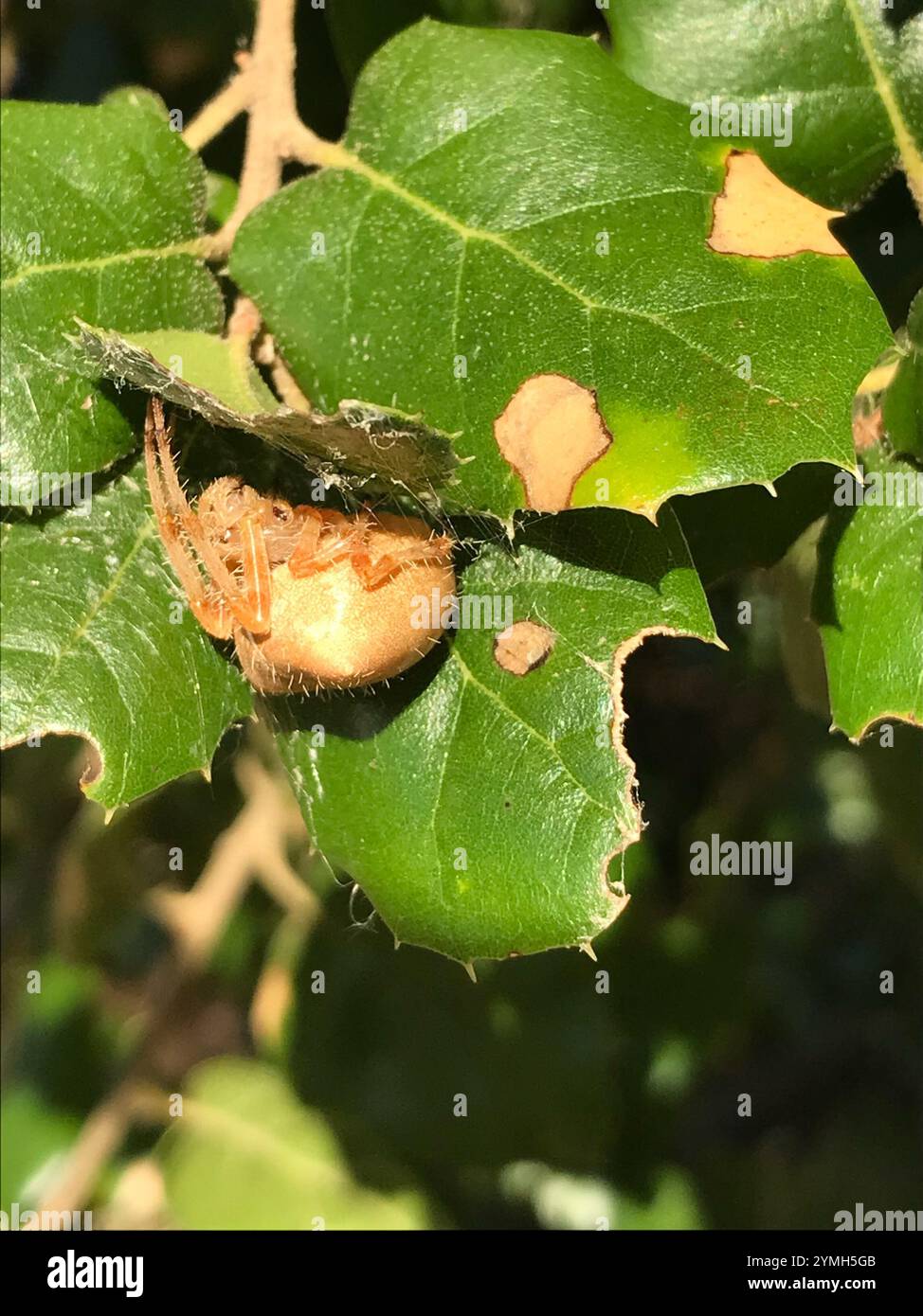 Gem-shaped Orbweaver (Araneus gemma Stock Photo - Alamy