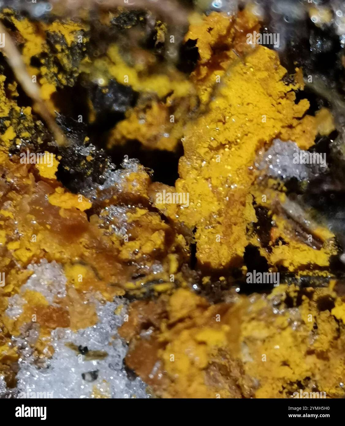 Dog Vomit Slime Mold (Fuligo septica Stock Photo - Alamy