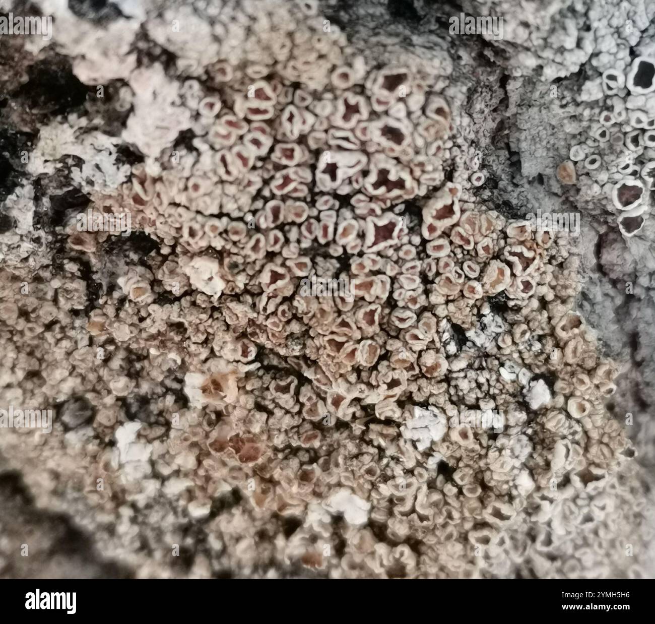 rim lichens, disc lichens, and allies (Lecanoraceae Stock Photo - Alamy