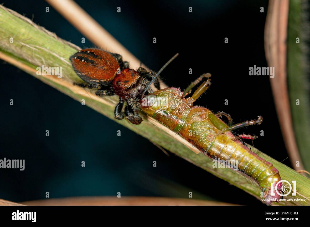 Phidippus cardinalis hi-res stock photography and images - Alamy