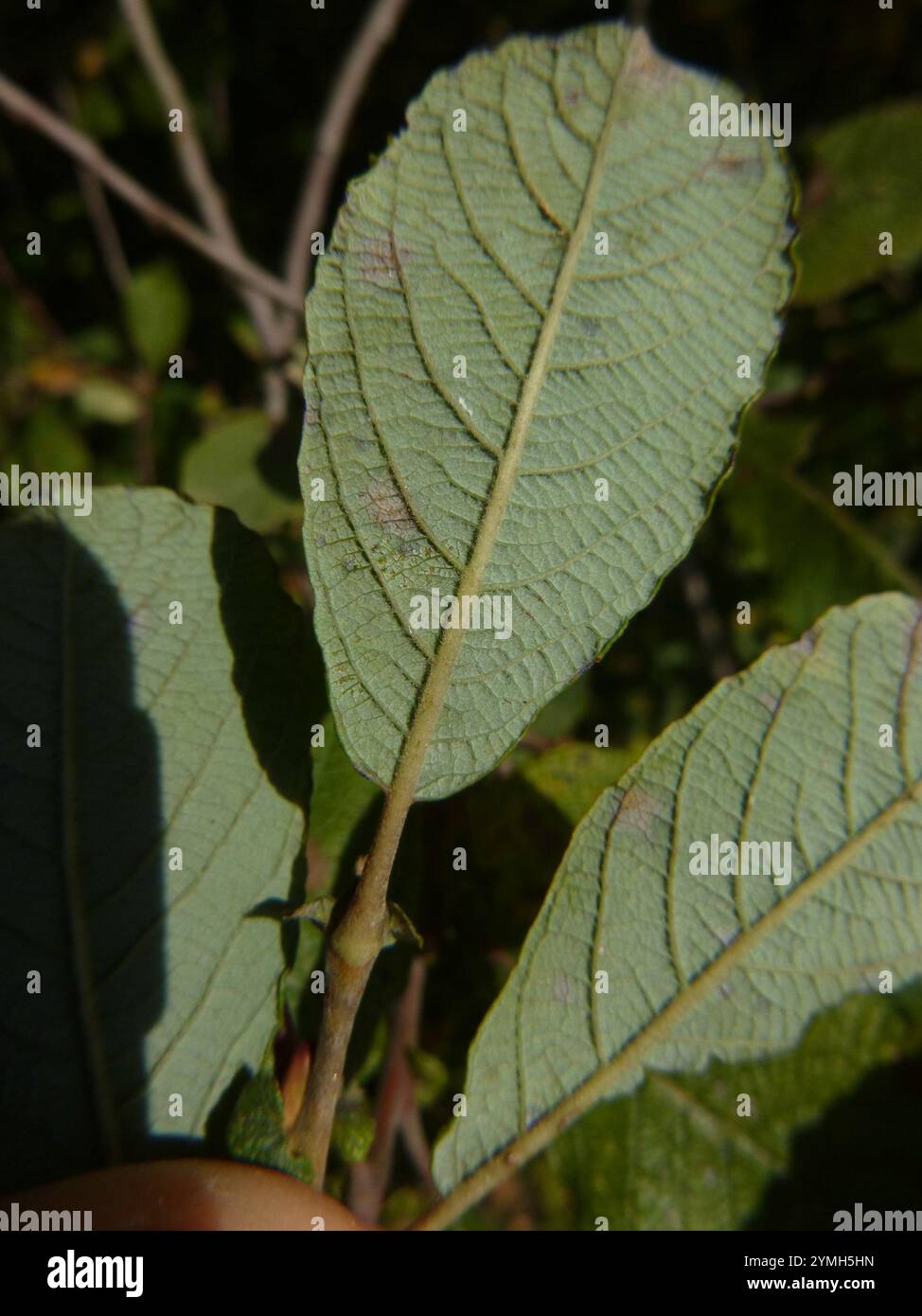 Eared Willow (Salix aurita Stock Photo - Alamy