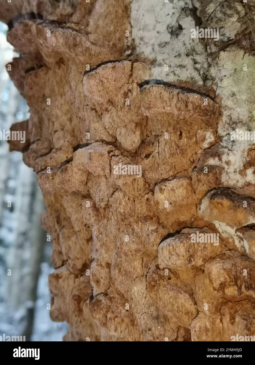 Alder Bracket (Mensularia radiata Stock Photo - Alamy