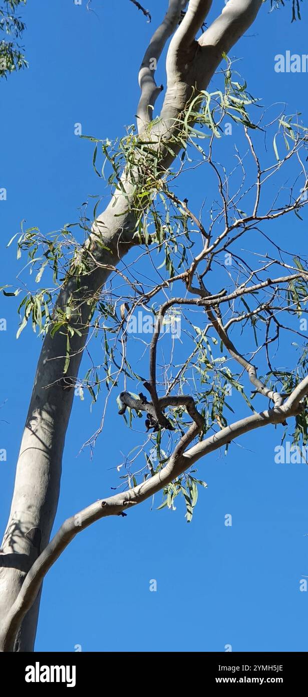Carbeen (Corymbia tessellaris Stock Photo - Alamy