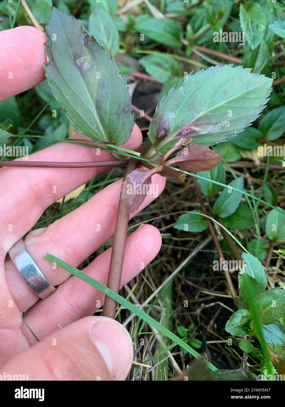 American brooklime hi-res stock photography and images - Alamy