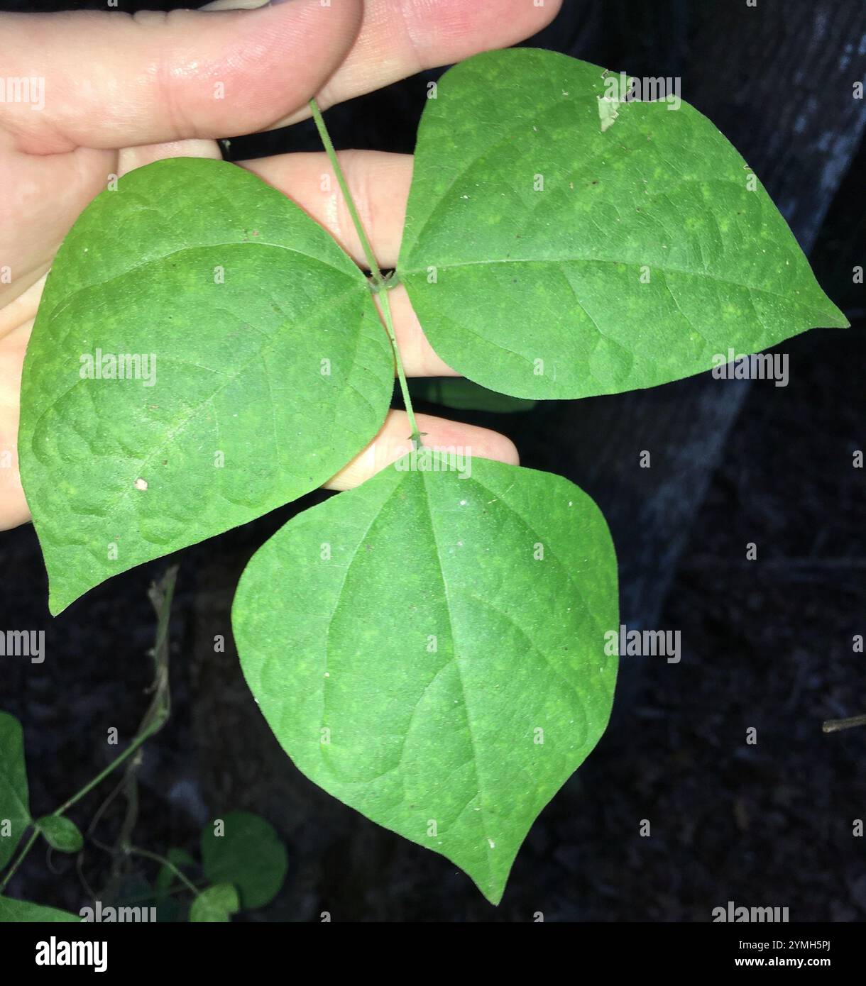 Polystachios hi-res stock photography and images - Alamy