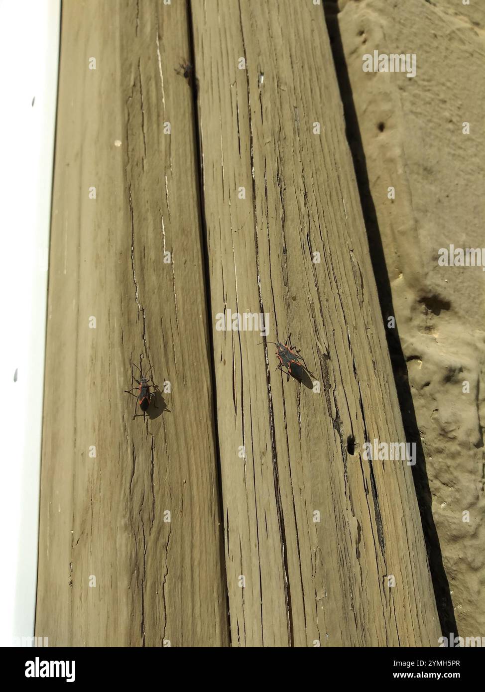 Eastern Boxelder Bug (Boisea trivittata Stock Photo - Alamy