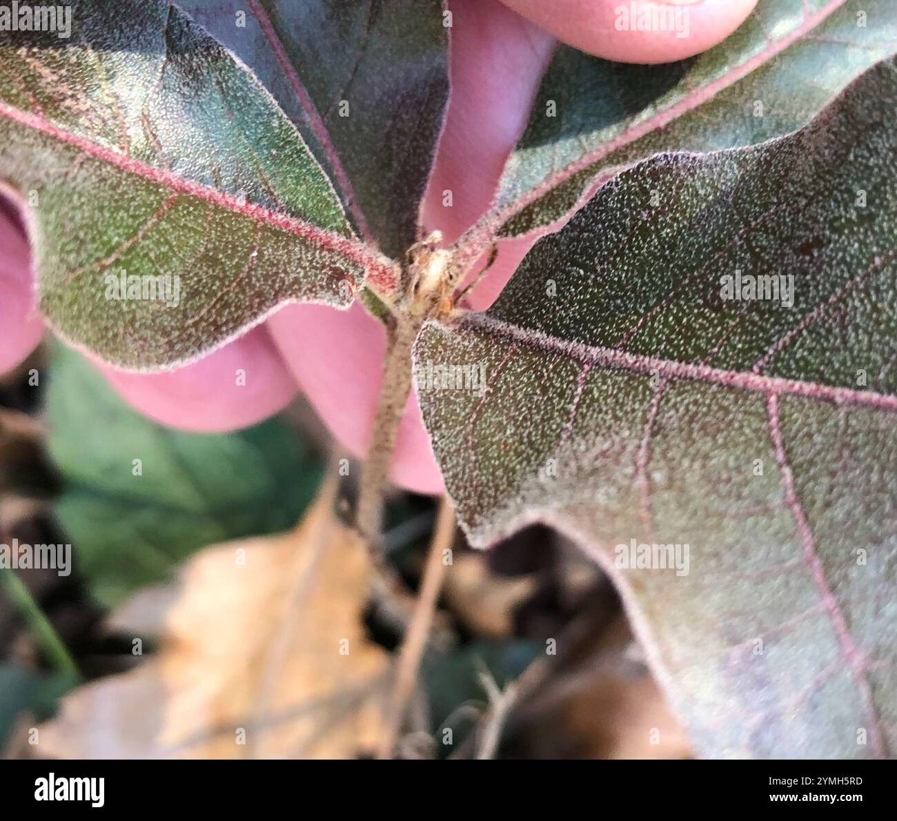 black oak (Quercus velutina Stock Photo - Alamy
