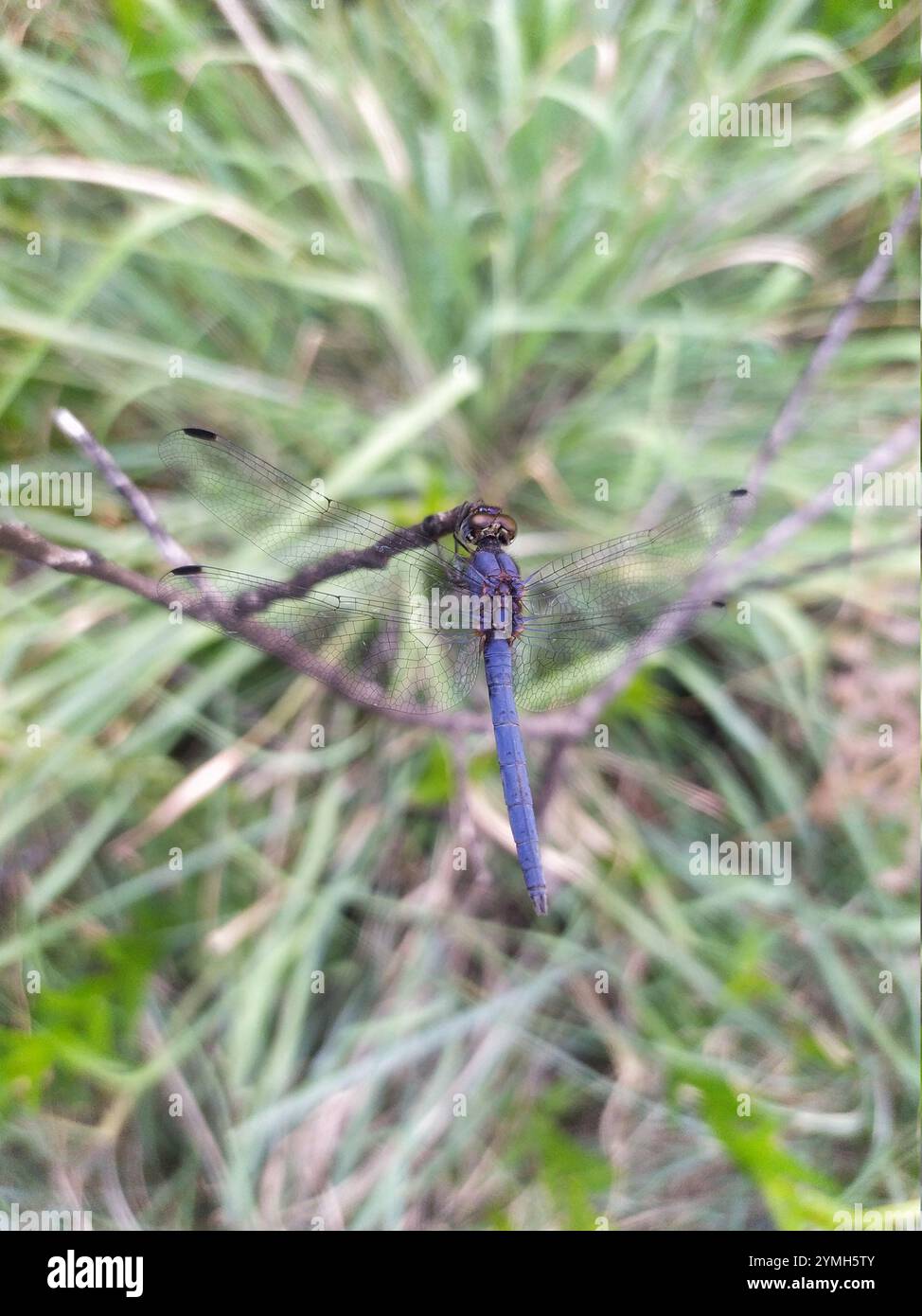 Navy dropwing hi-res stock photography and images - Alamy