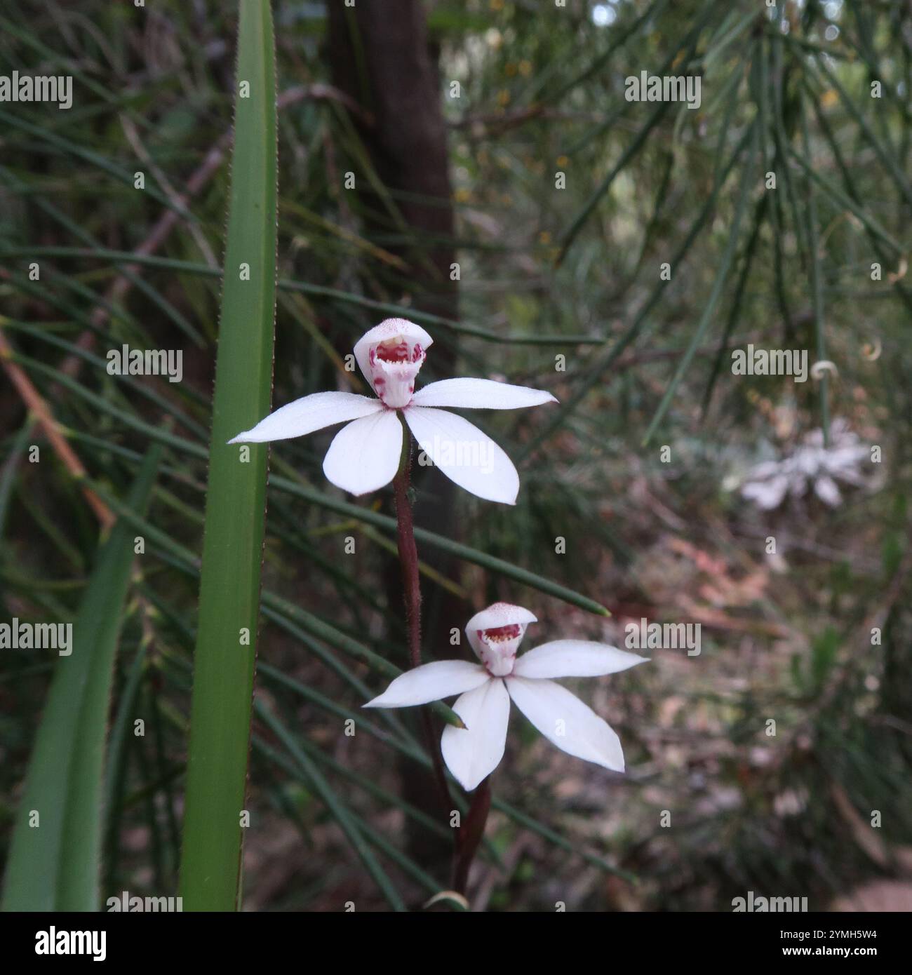 mountain caladenia (Caladenia alpina Stock Photo - Alamy