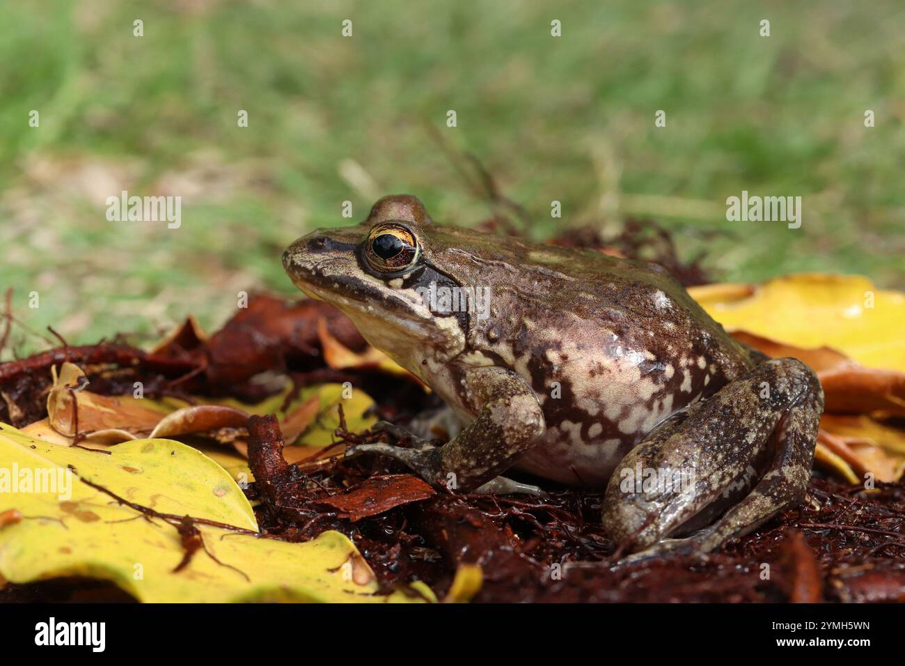 River Frogs (Amietia Stock Photo - Alamy