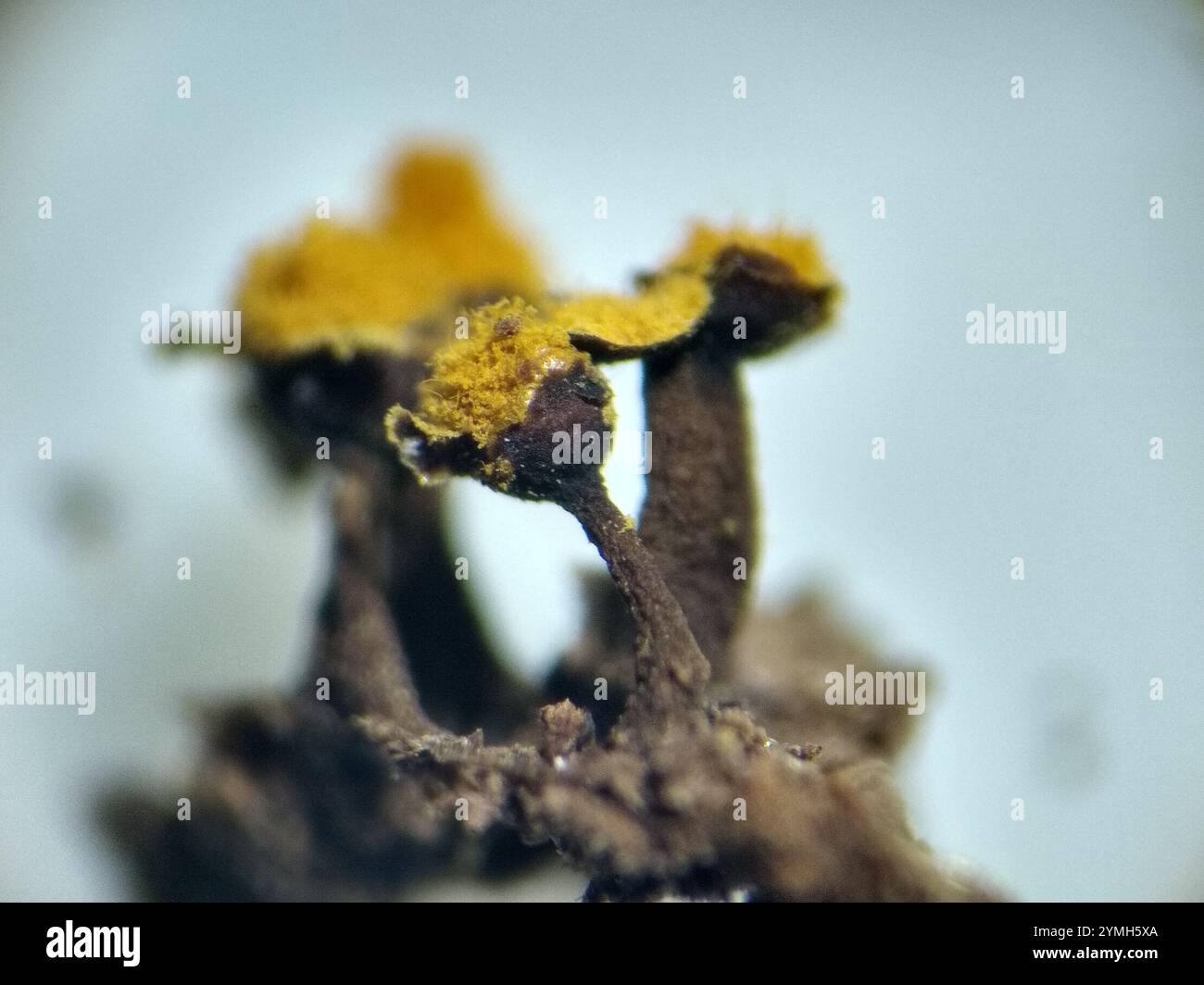 Trichia erecta hi-res stock photography and images - Alamy