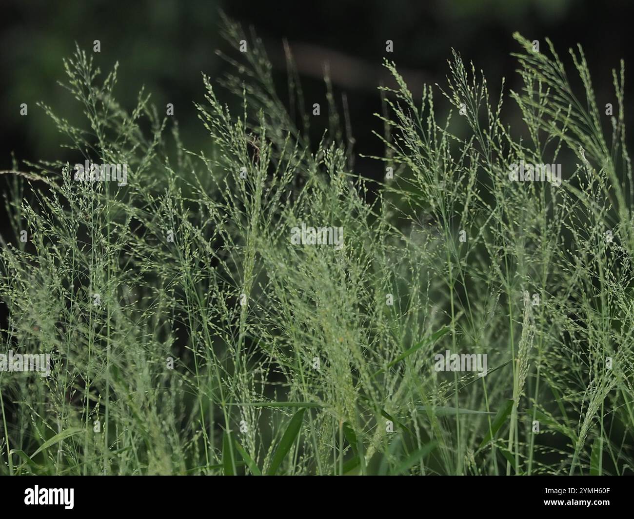 guinea grass (Megathyrsus maximus Stock Photo - Alamy