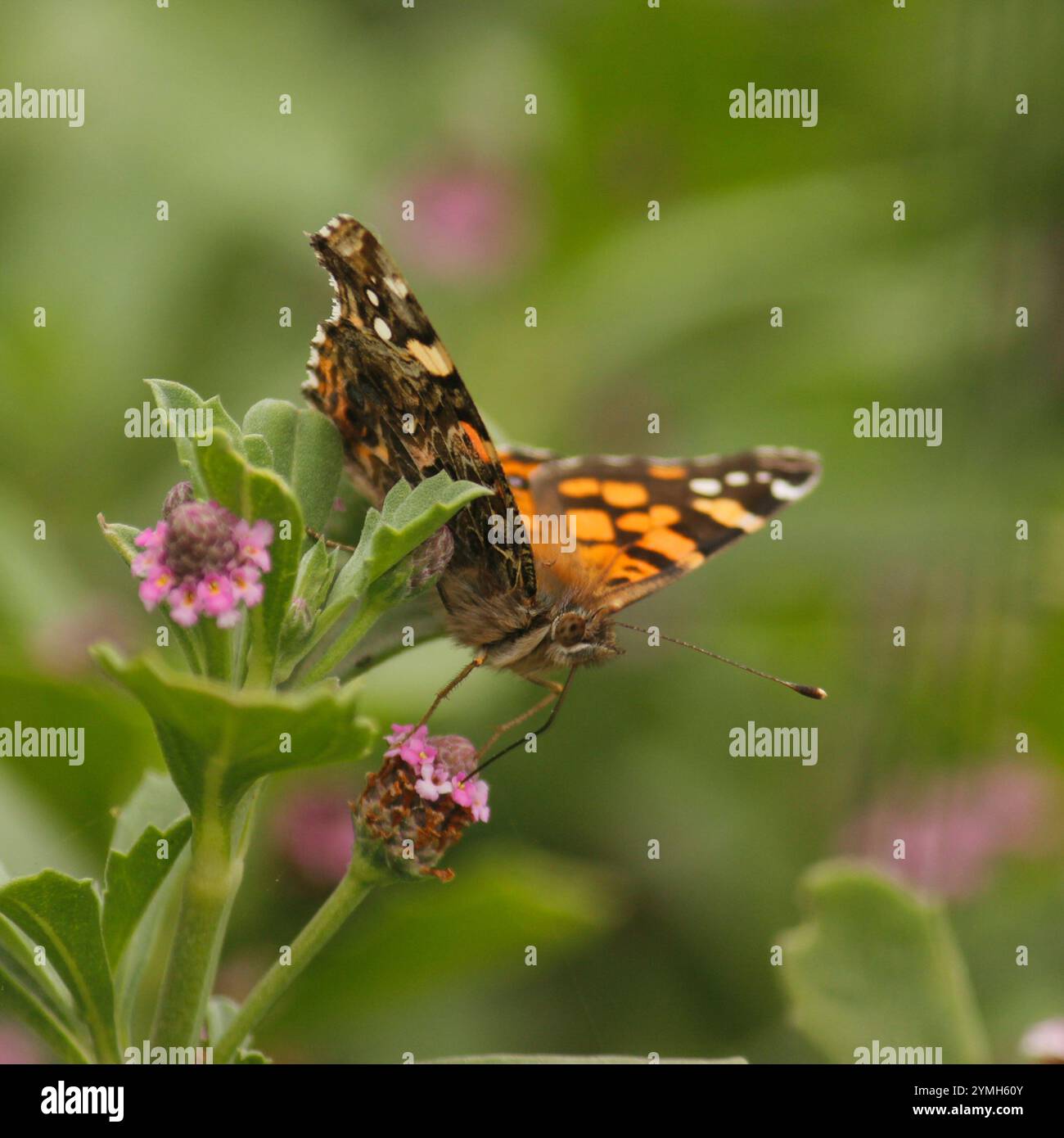 Subtropical Lady (Vanessa carye Stock Photo - Alamy