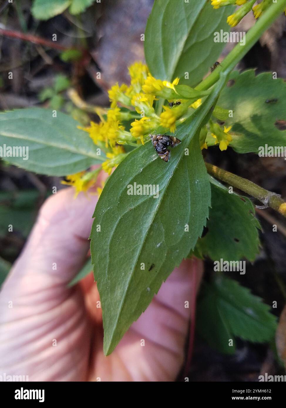 Skullcap Skeletonizer Moth (Prochoreutis inflatella Stock Photo - Alamy