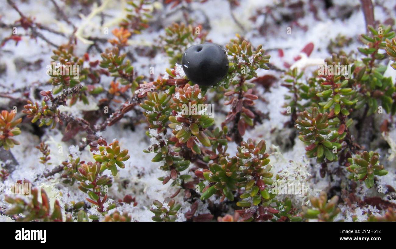 black crowberry (Empetrum nigrum Stock Photo - Alamy