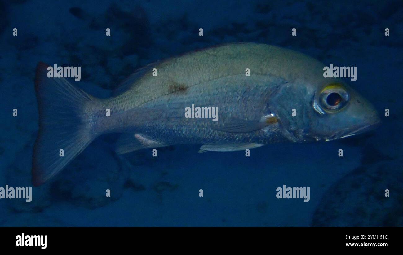 Mahogany Snapper (Lutjanus mahogoni Stock Photo - Alamy