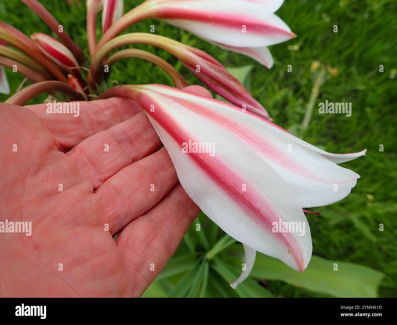 Orange River Swamplily (Crinum bulbispermum Stock Photo - Alamy