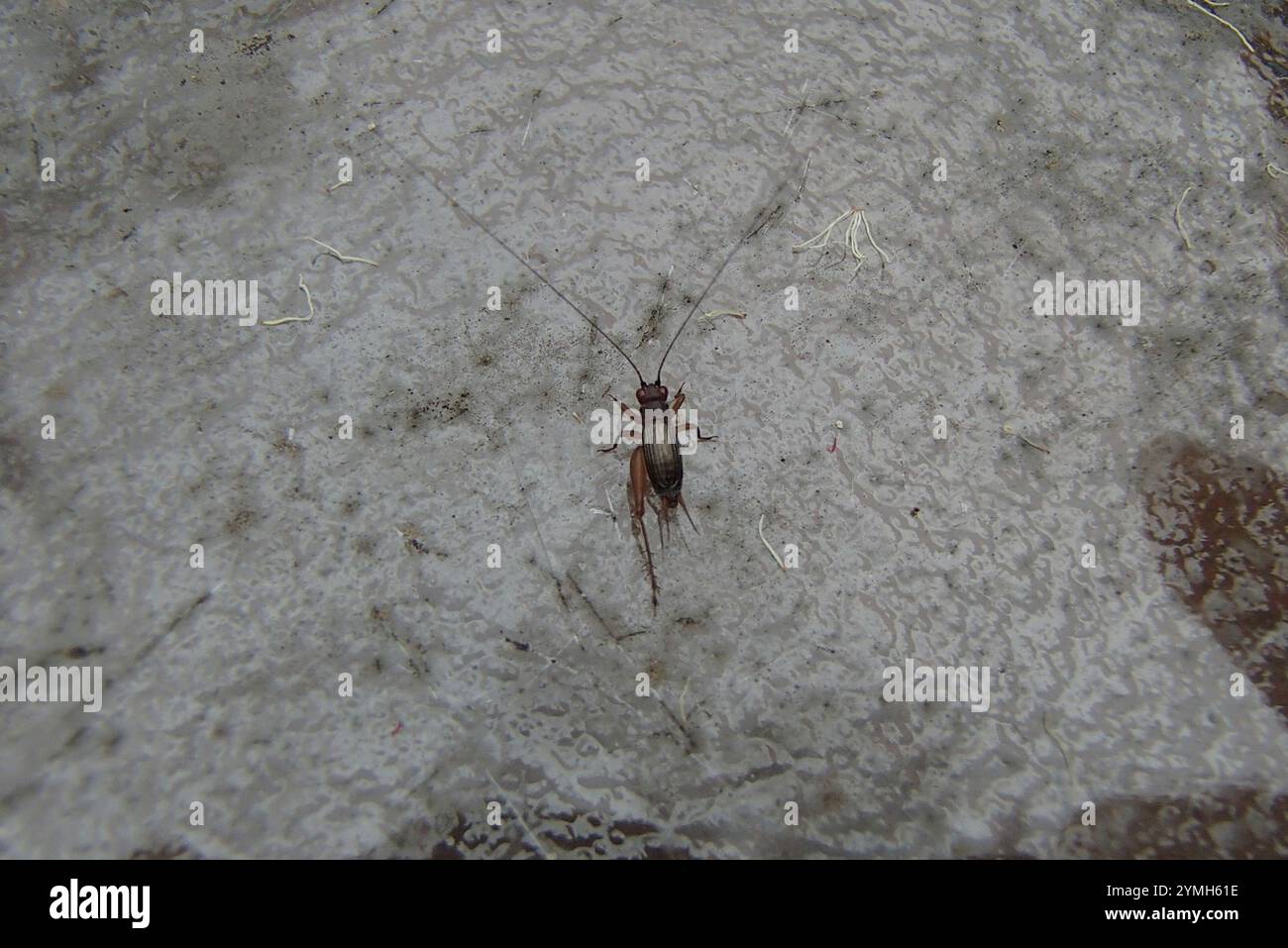 Trigs, Sword-tailed Crickets, and Ground Crickets (Trigonidiidae Stock ...