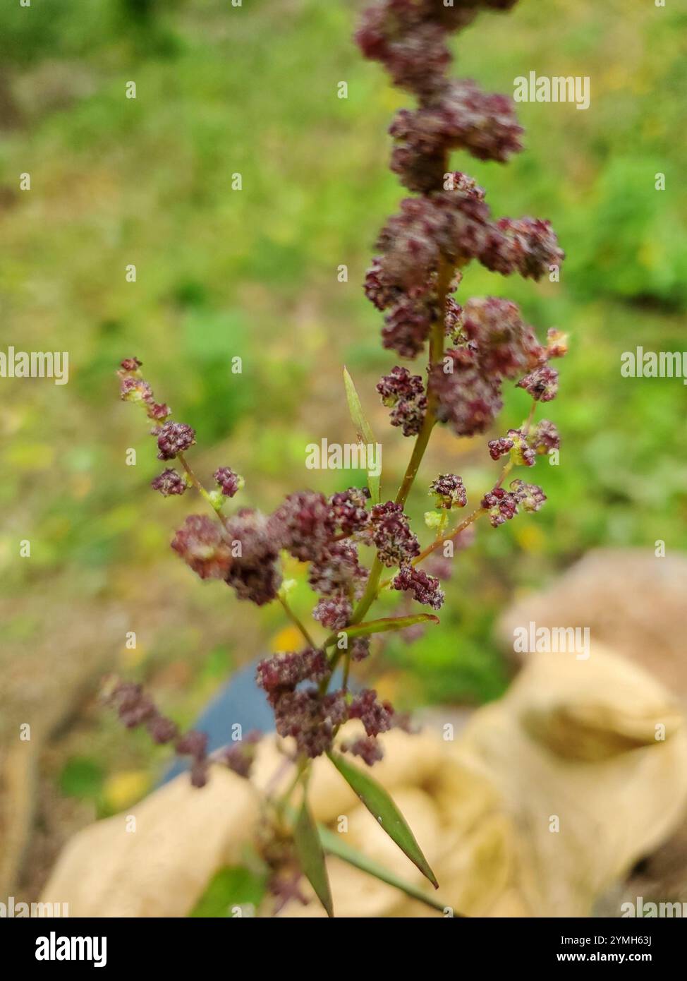 Subfamily chenopodioideae hi-res stock photography and images - Alamy