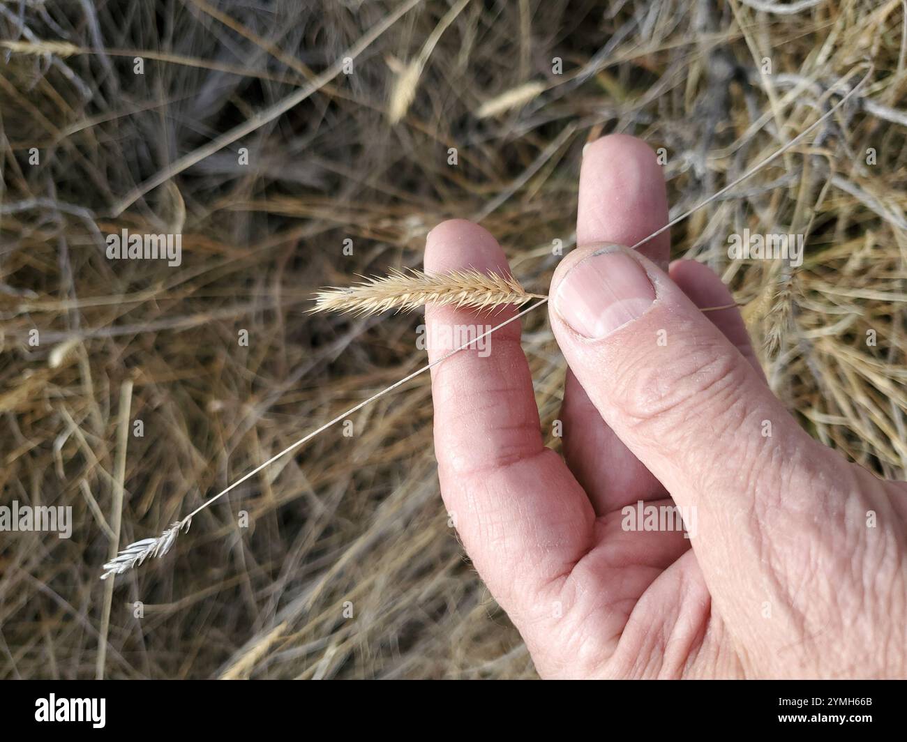 Crested wheatgrass hi-res stock photography and images - Alamy