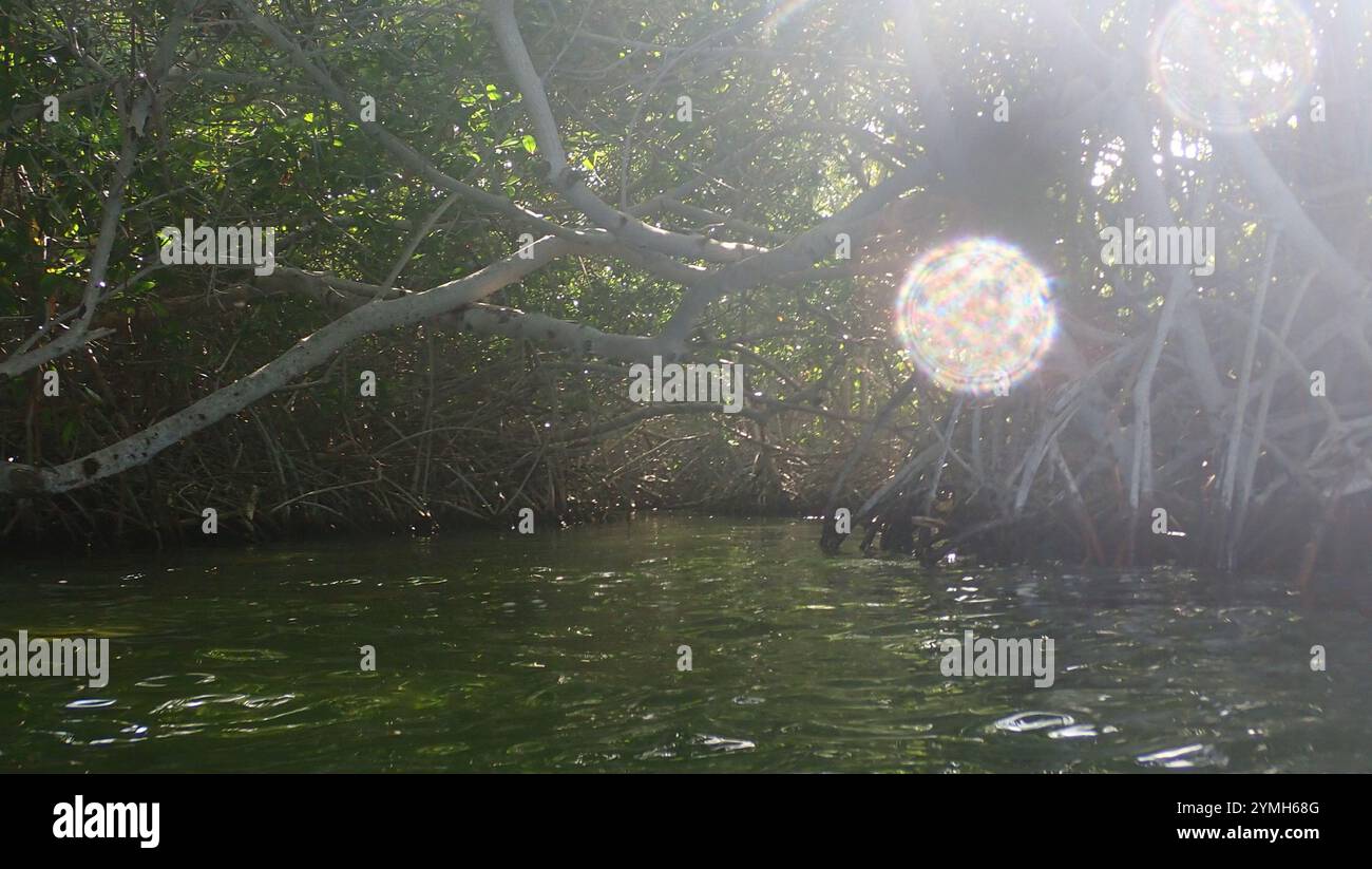 red mangrove (Rhizophora mangle Stock Photo - Alamy