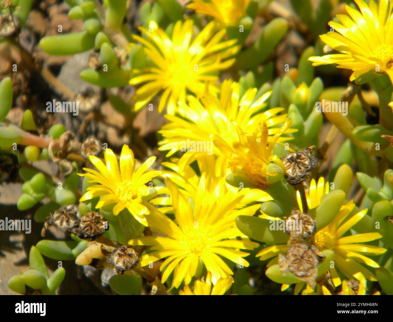 rocky point ice plant (Malephora lutea Stock Photo - Alamy