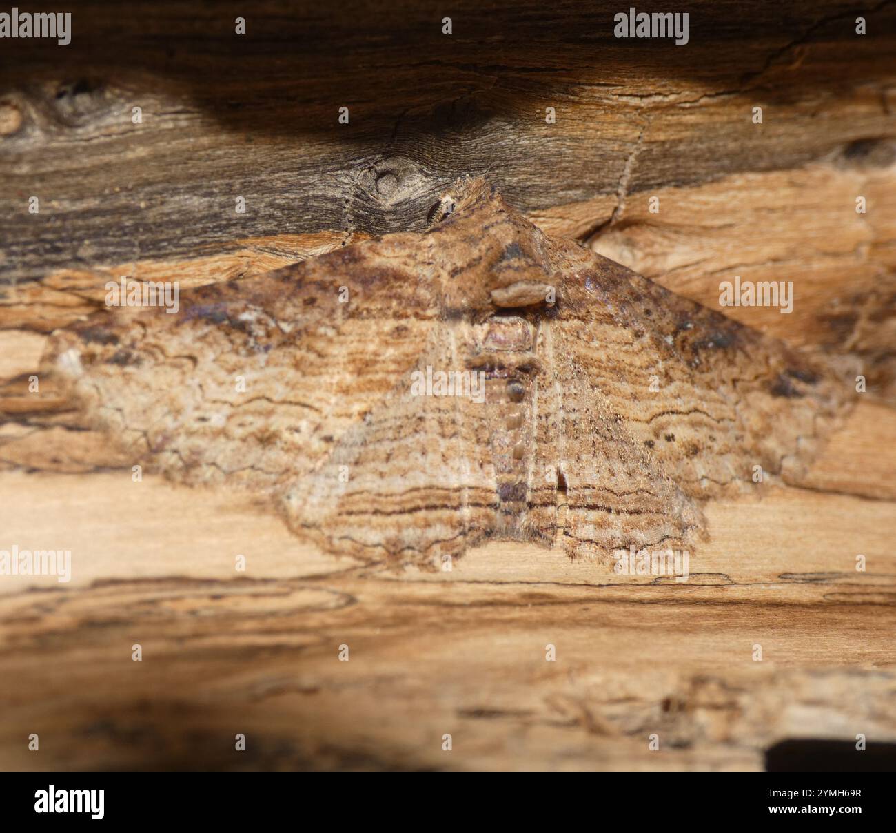 Brown Shades (Pericyma mendax Stock Photo - Alamy