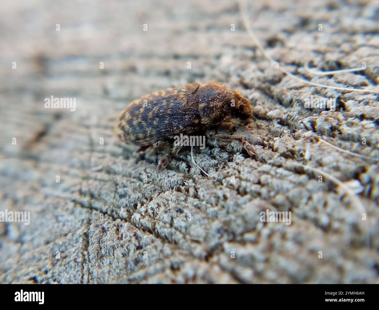 Nodding Thistle Receptacle Weevil (Rhinocyllus conicus Stock Photo - Alamy