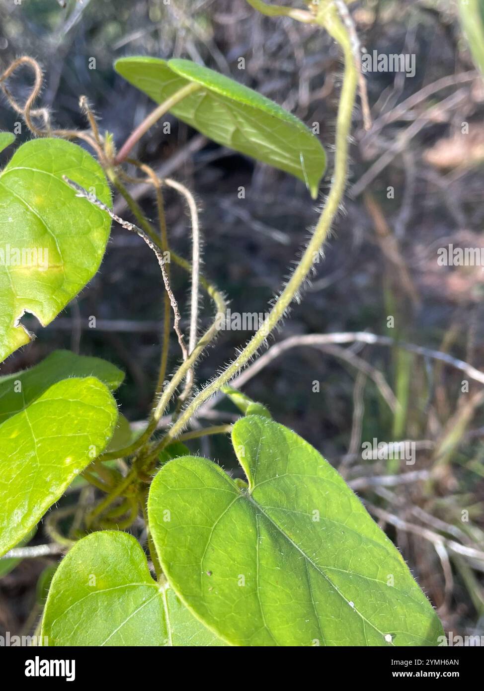 Pearl Milkweed (Matelea reticulata Stock Photo - Alamy