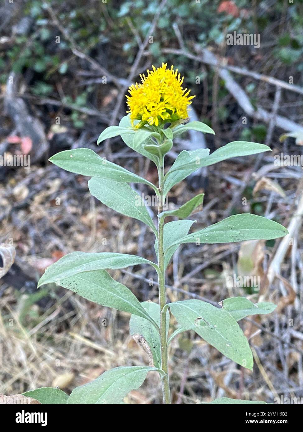 Solidago velutina hi-res stock photography and images - Alamy