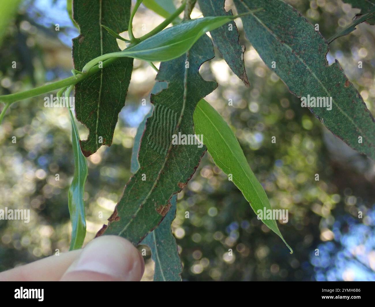 Gum Leaf Skeletonizer (Uraba lugens Stock Photo - Alamy