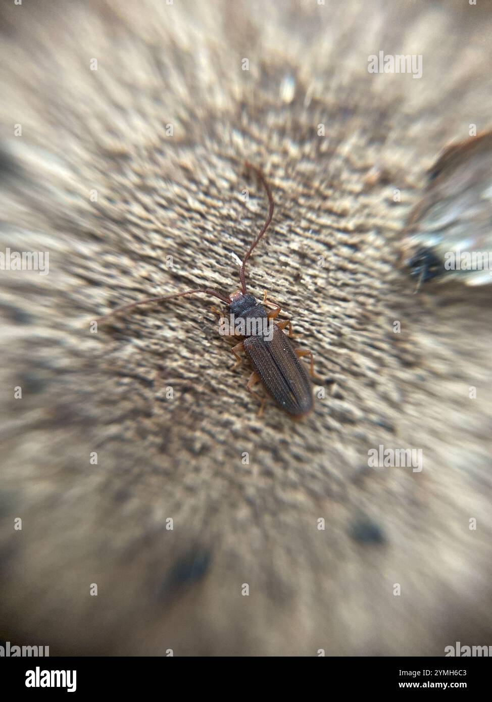 Uleiota planata hi-res stock photography and images - Alamy