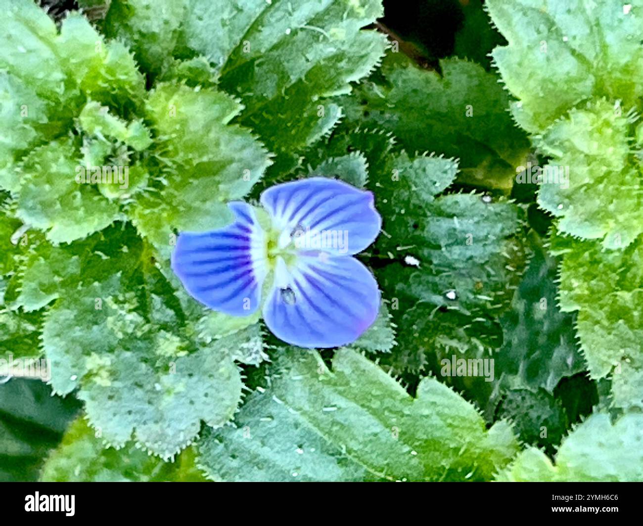 bird's-eye speedwell (Veronica persica Stock Photo - Alamy