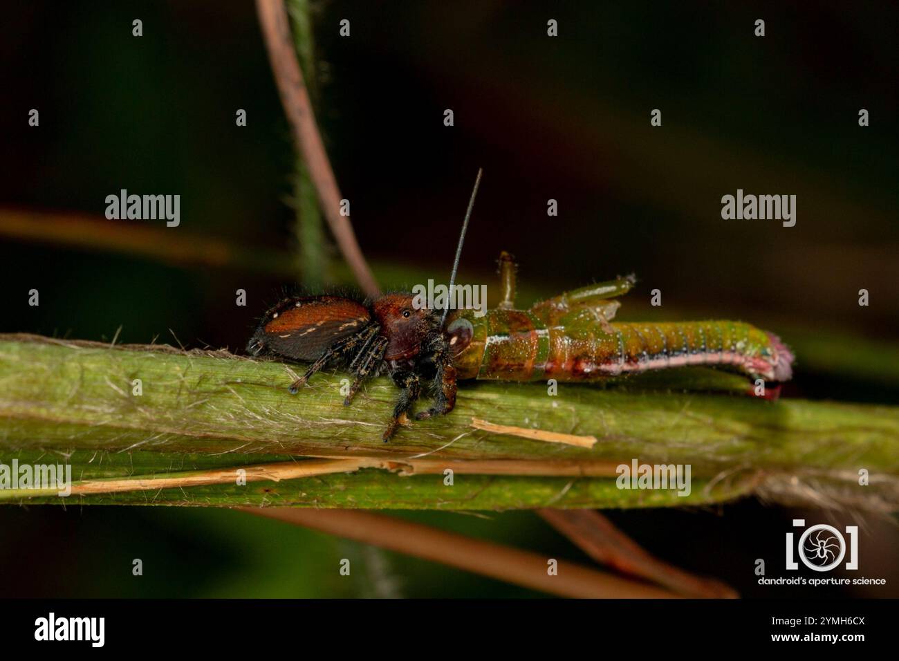 Cardinal Jumping Spider (Phidippus cardinalis Stock Photo - Alamy