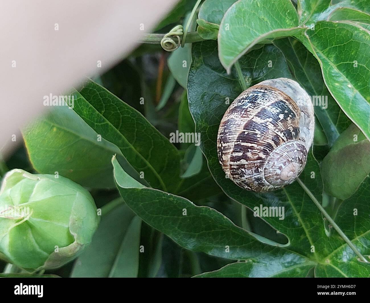 Garden Snail (Cornu aspersum Stock Photo - Alamy