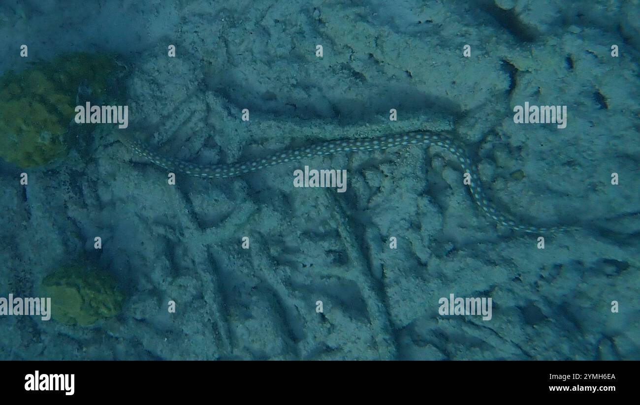 Sharptail Eel (Myrichthys breviceps Stock Photo - Alamy