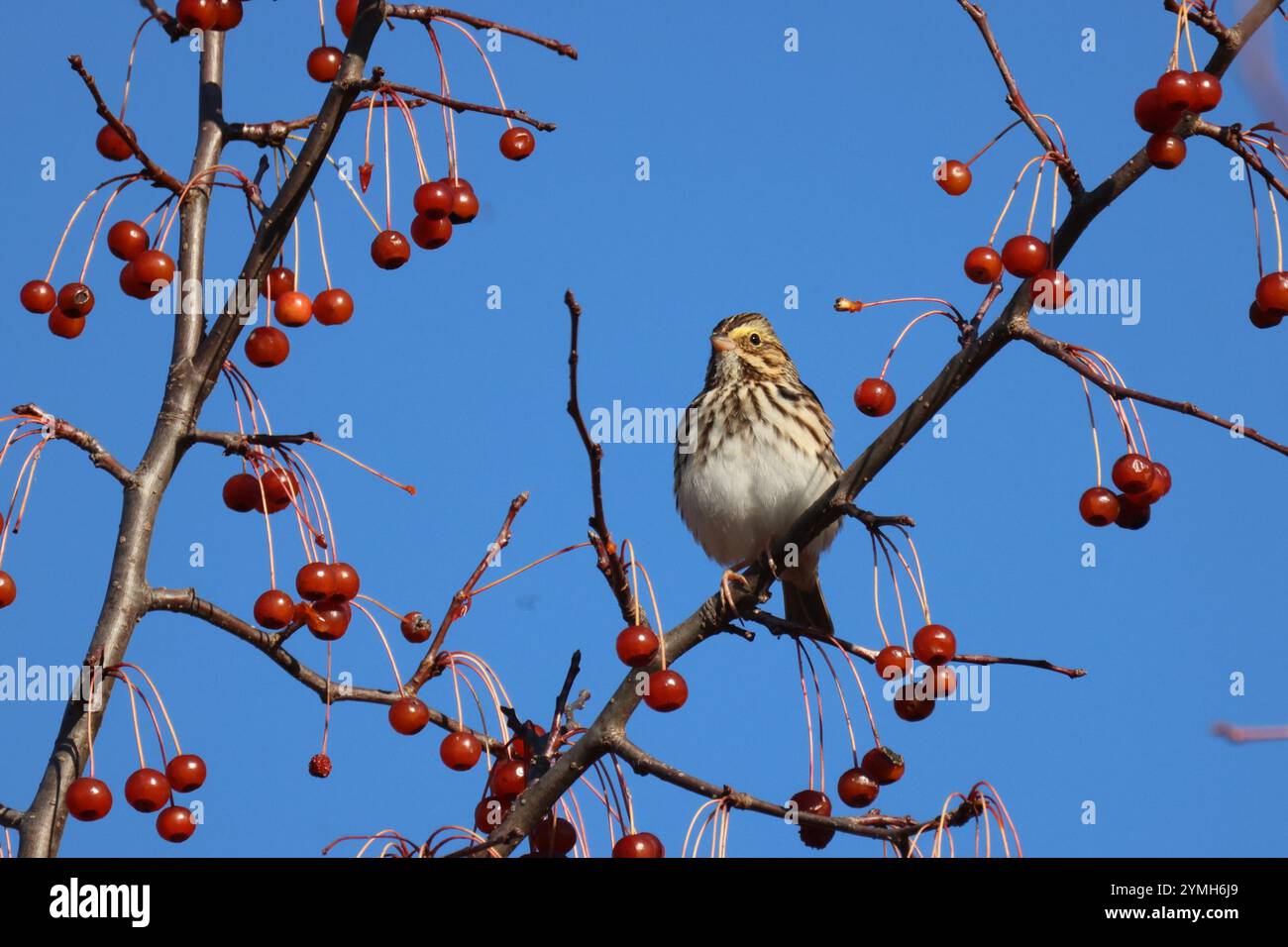 Savannah Sparrow (Passerculus sandwichensis Stock Photo - Alamy