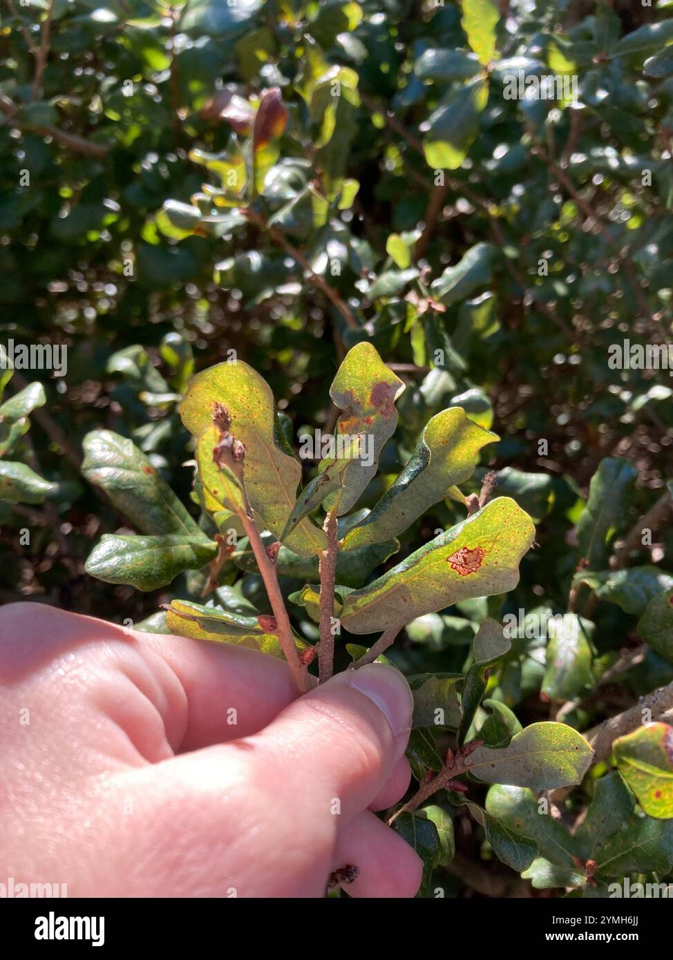 Chapman's Oak (Quercus chapmanii Stock Photo - Alamy