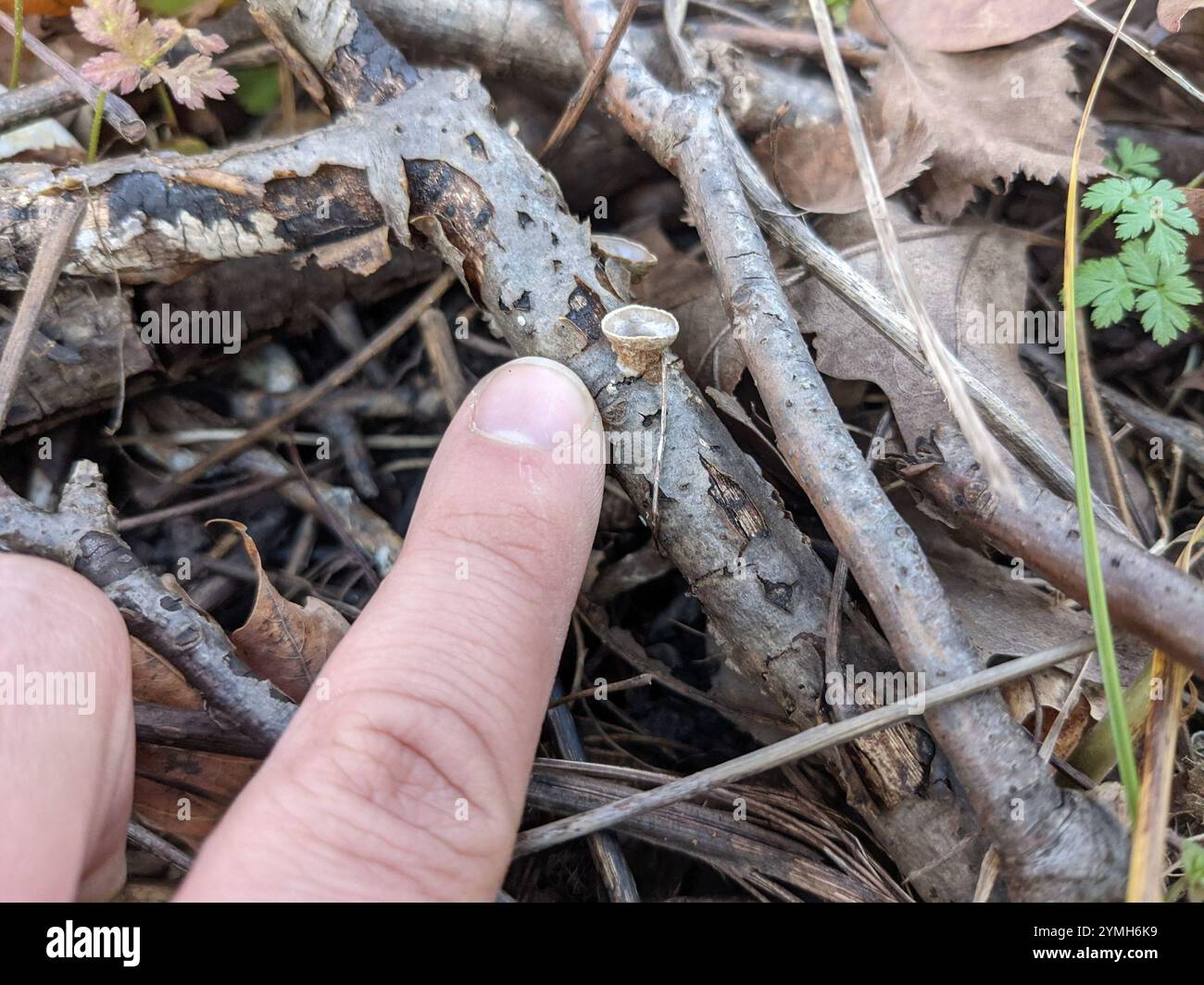 bird's nest fungi (Nidulariaceae Stock Photo - Alamy
