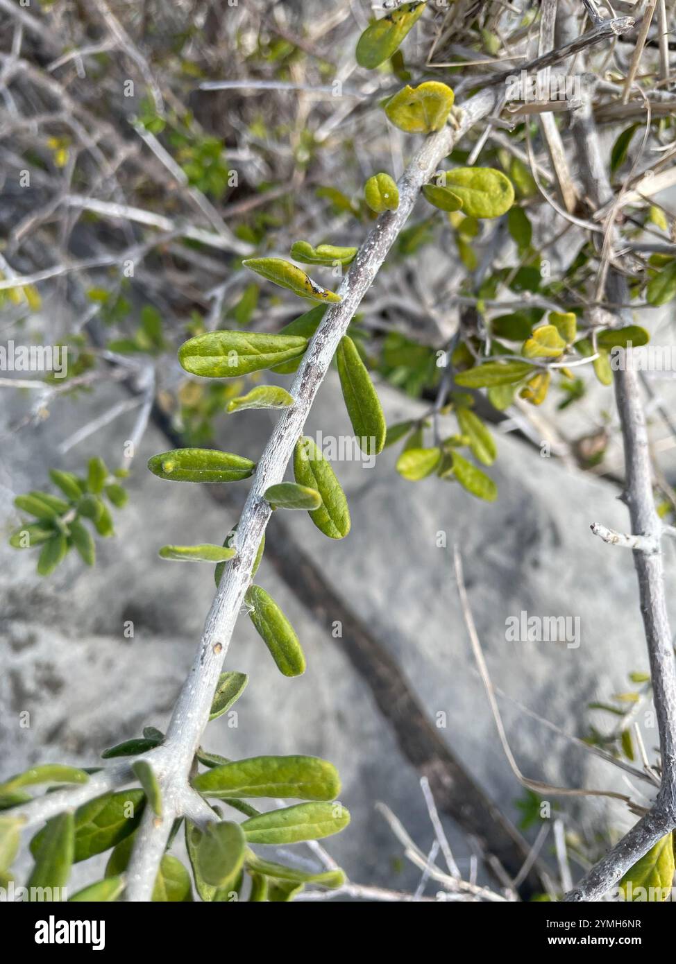 Texas Persimmon (Diospyros texana Stock Photo - Alamy