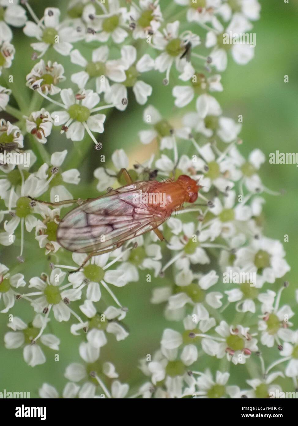 Hooded Dryomyza (Dryomyza anilis Stock Photo - Alamy