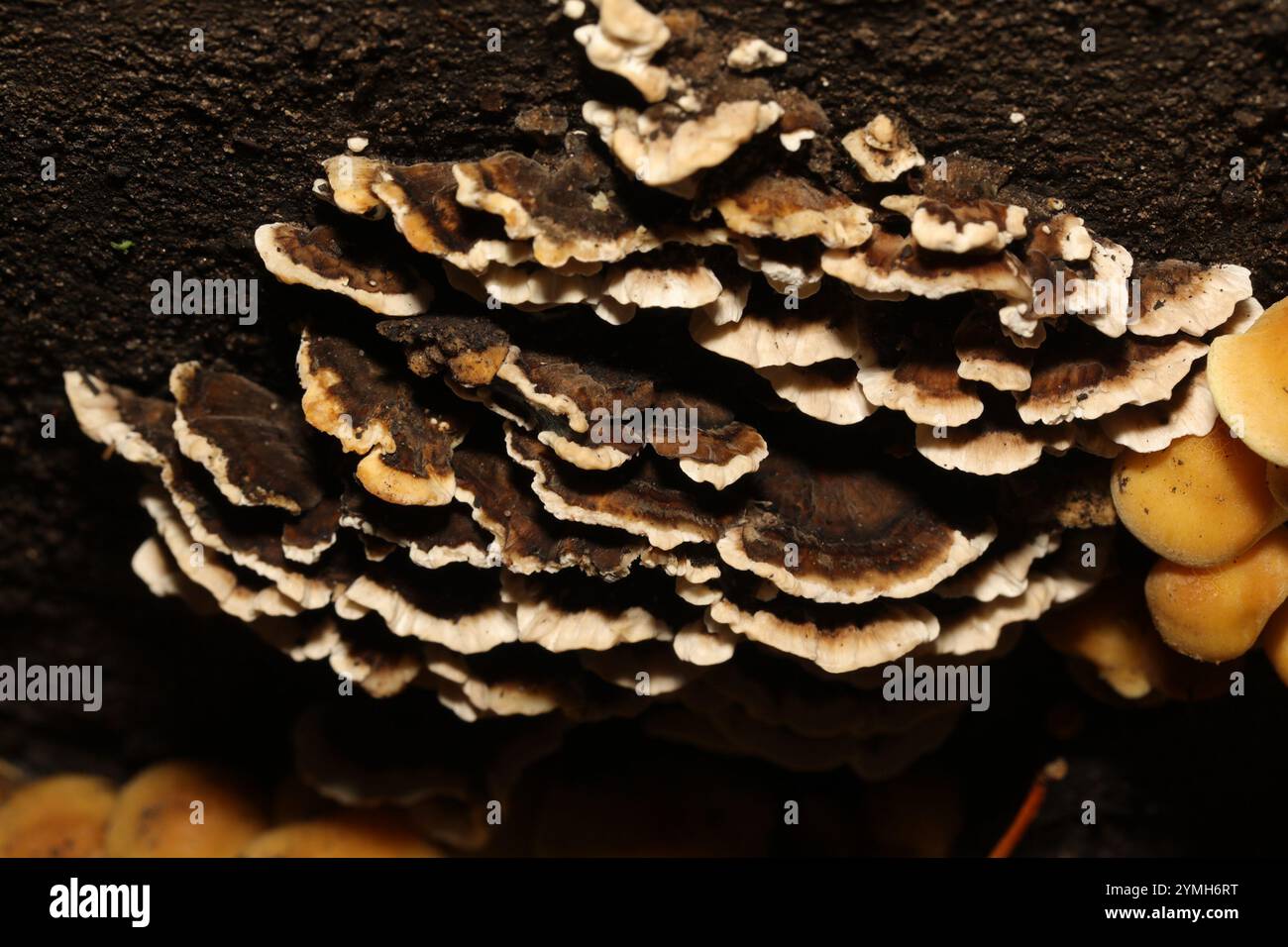 Smoky polypore (Bjerkandera adusta Stock Photo - Alamy