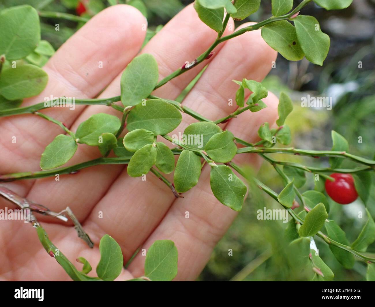 Red Huckleberry (Vaccinium parvifolium Stock Photo - Alamy