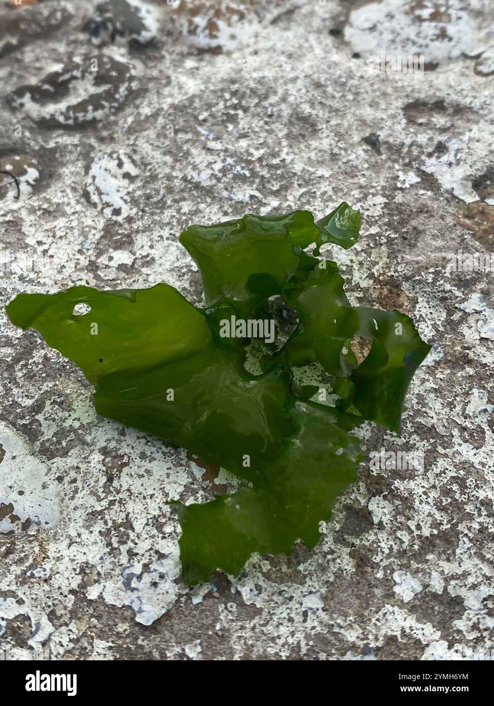 Broadleaf Sea Lettuce (Ulva lactuca Stock Photo - Alamy