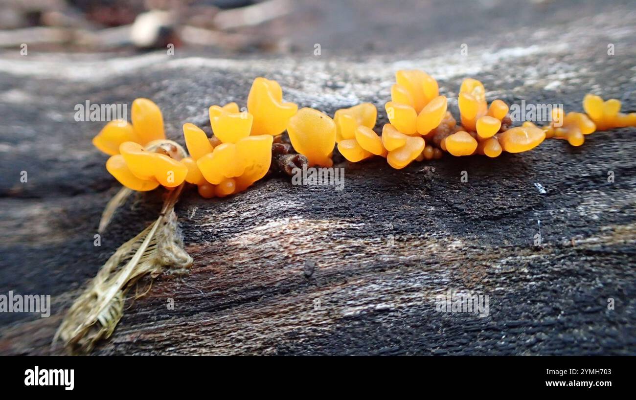 Fan shaped jelly fungus hi-res stock photography and images - Alamy