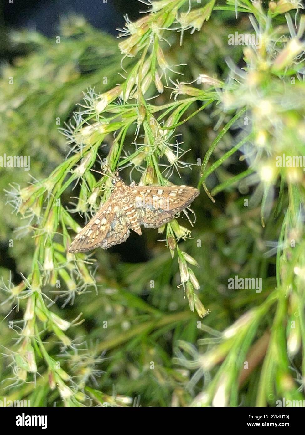 Stained-glass Moth (Samea castellalis Stock Photo - Alamy